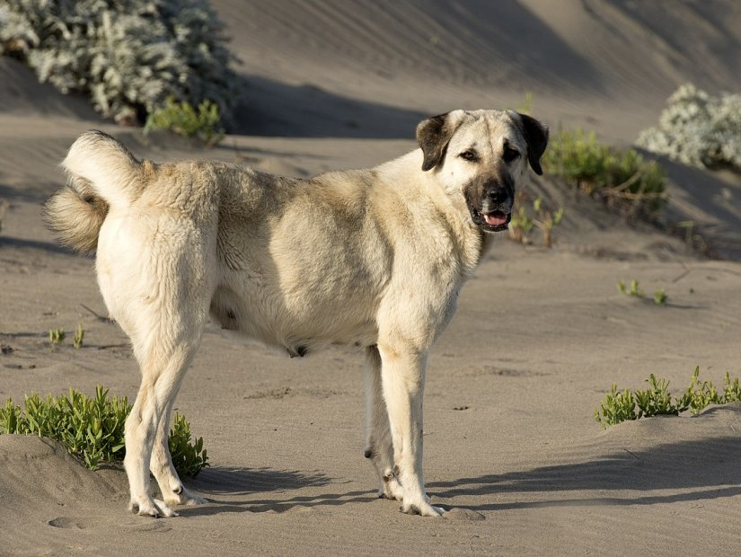 Chien de berger kangal turc | Grand Sirkeci Hotel