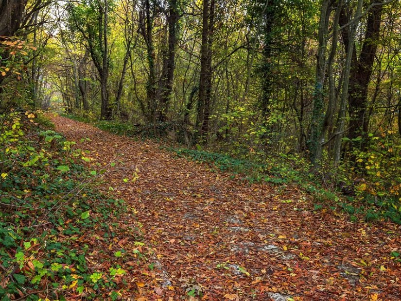 Best Forests to Visit in Istanbul | Grand Sirkeci Hotel